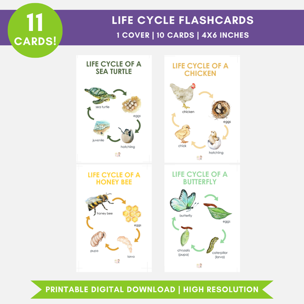 Life Cycle Flashcards (Digital Only) – Print and Learn PH